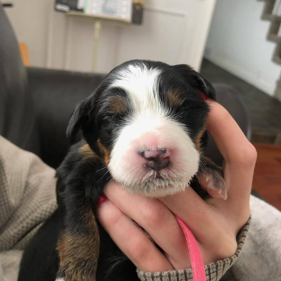 Ruby's Berners | A Family-Run Utah-Based Bernese Mountain Dog Breeder