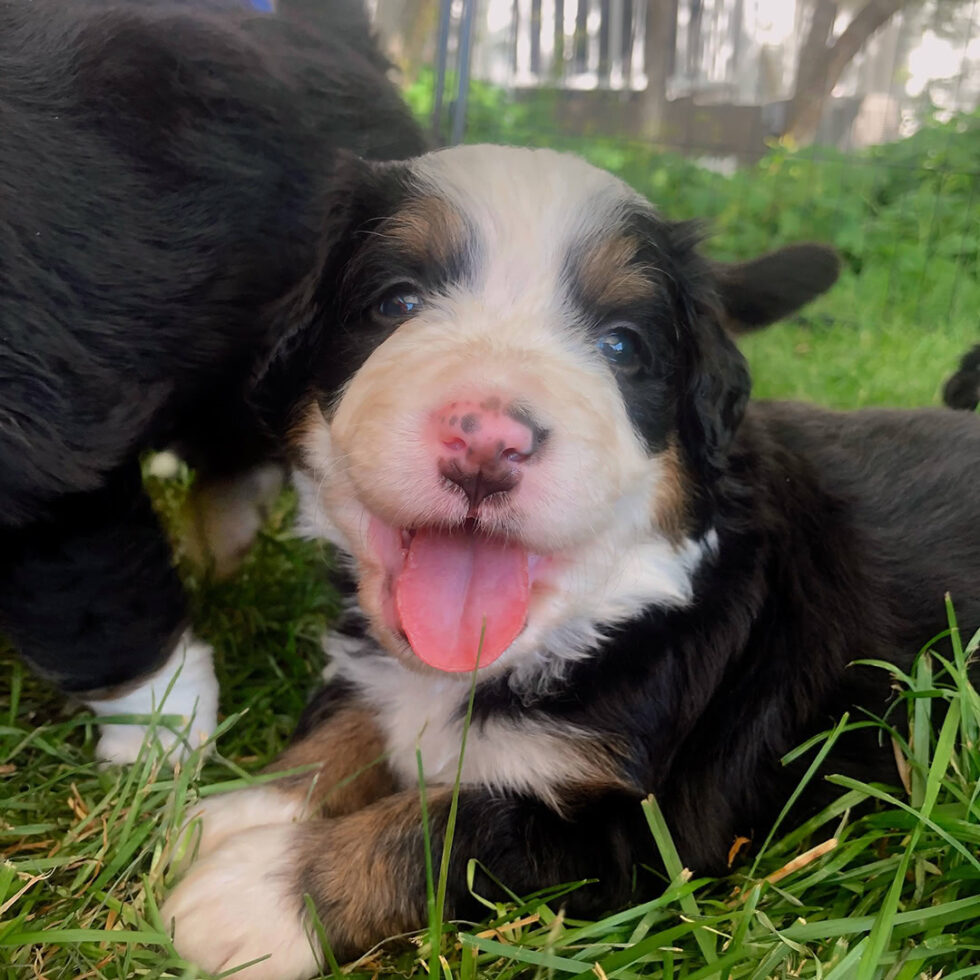 Ruby's Berners | A Family-Run Utah-Based Bernese Mountain Dog Breeder