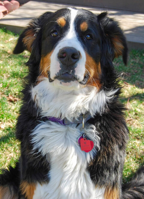 Ruby's Berners | A Family-Run Utah-Based Bernese Mountain Dog Breeder