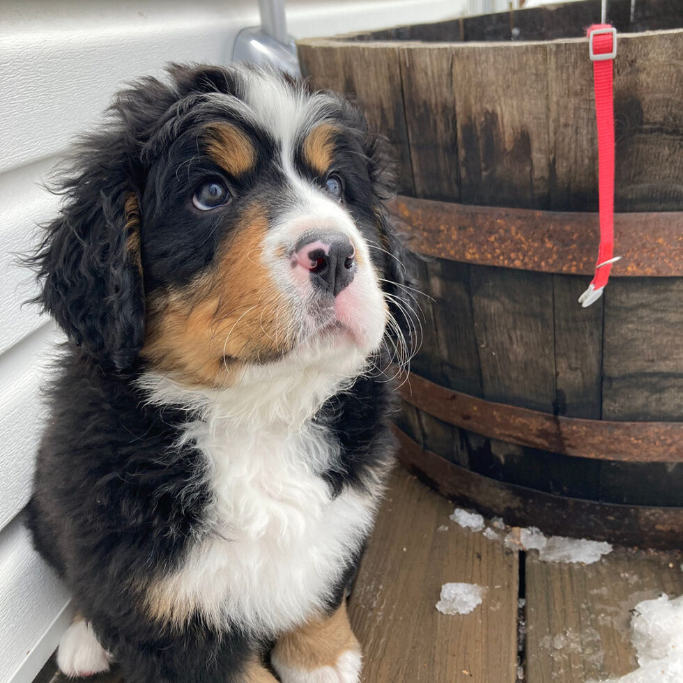 Ruby's Berners | A Family-Run Utah-Based Bernese Mountain Dog Breeder