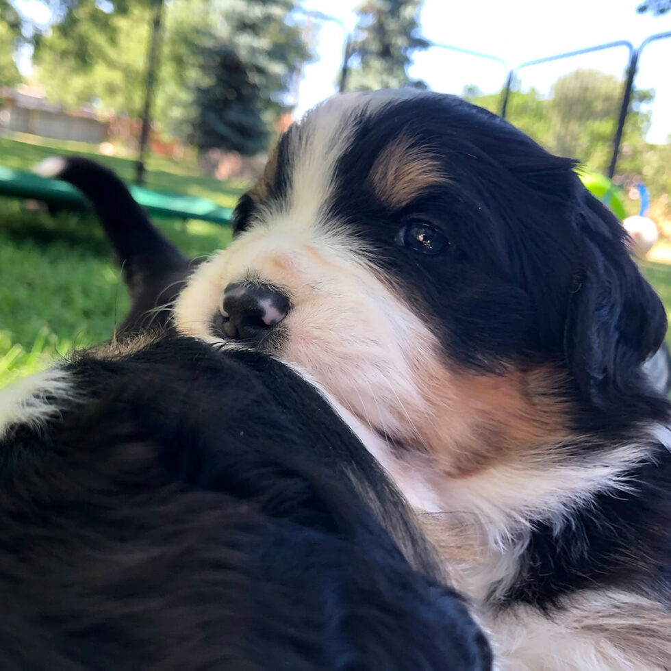 Ruby's Berners | A Family-Run Utah-Based Bernese Mountain Dog Breeder