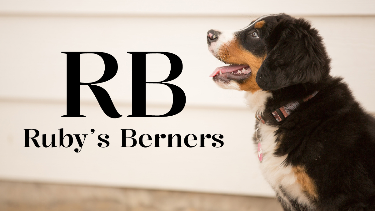 Ruby's Berners | A Family-Run Utah-Based Bernese Mountain Dog Breeder